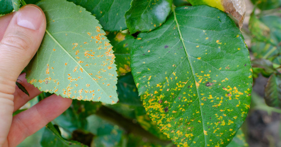 Problemer med rust på roser? | ECOstyle