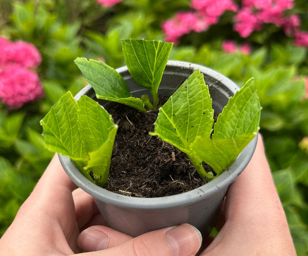 Stiklinger: Sådan formerer du planter til din have – ECOstyle